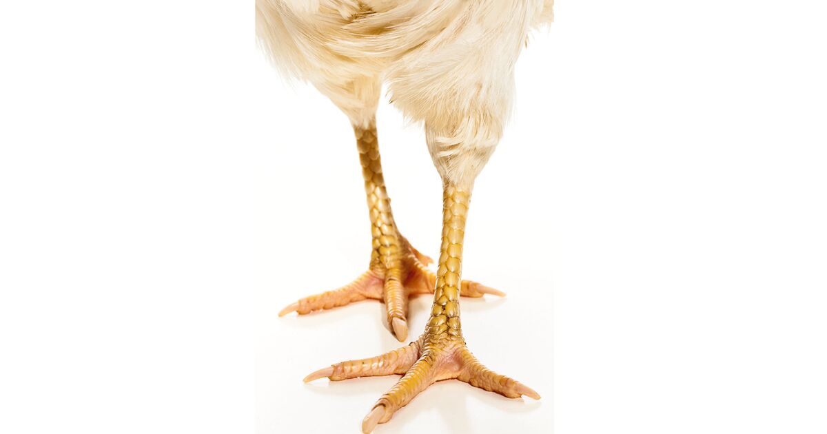 Chicken Feet | Third Space